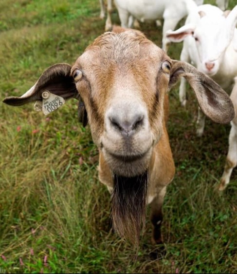 Homeless goats at Animal Rescue - pennlive.com