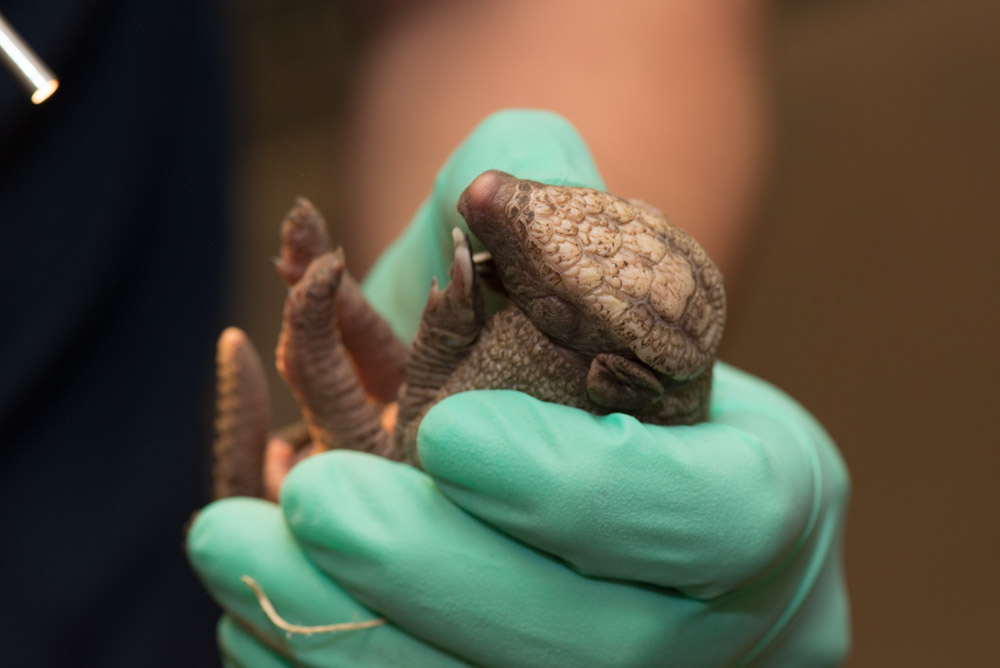 Baby armadillo at Oregon Zoo - oregonlive.com