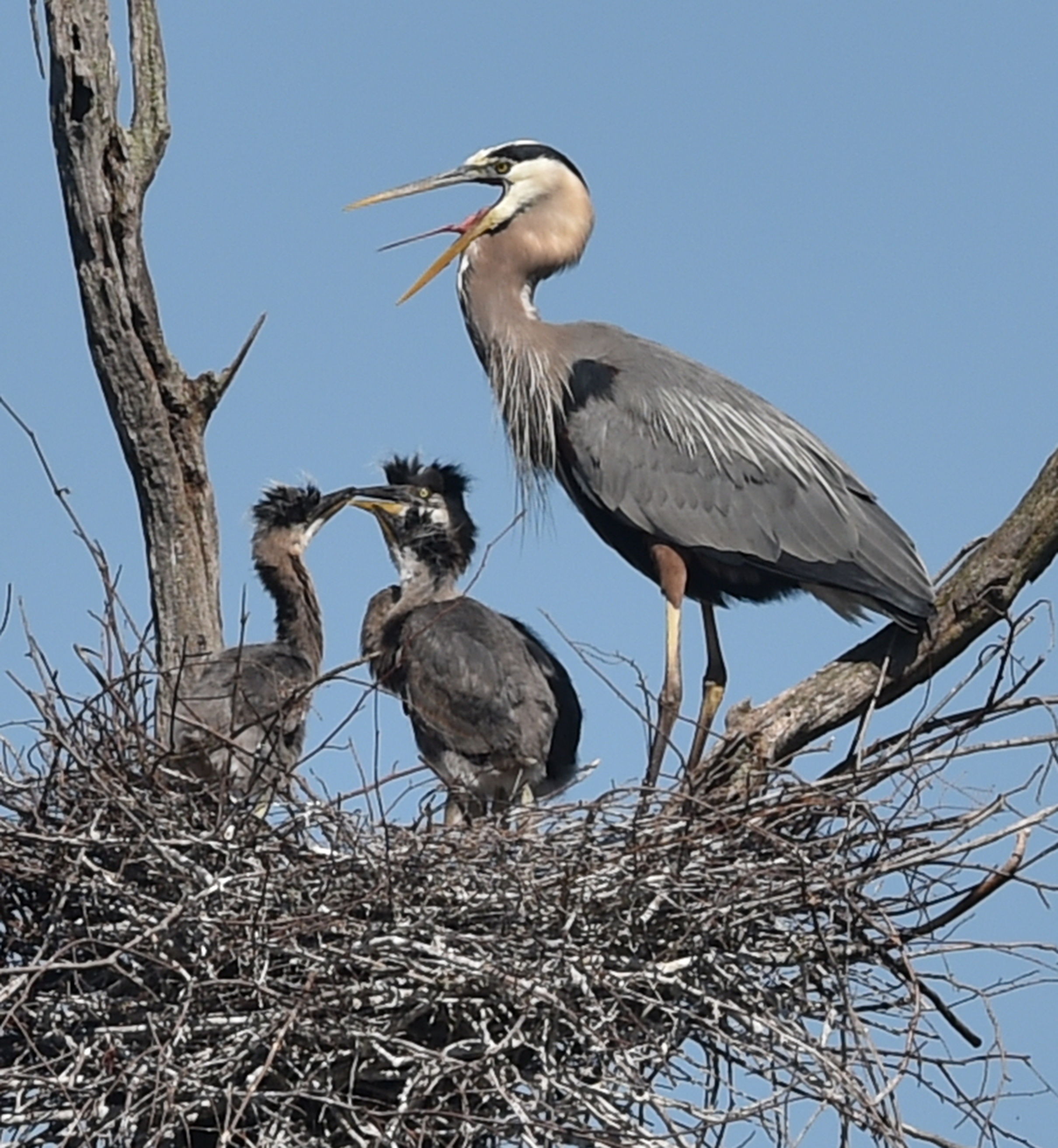 The Great Blue Heron rookery at Sterling Nature Center - syracuse.com