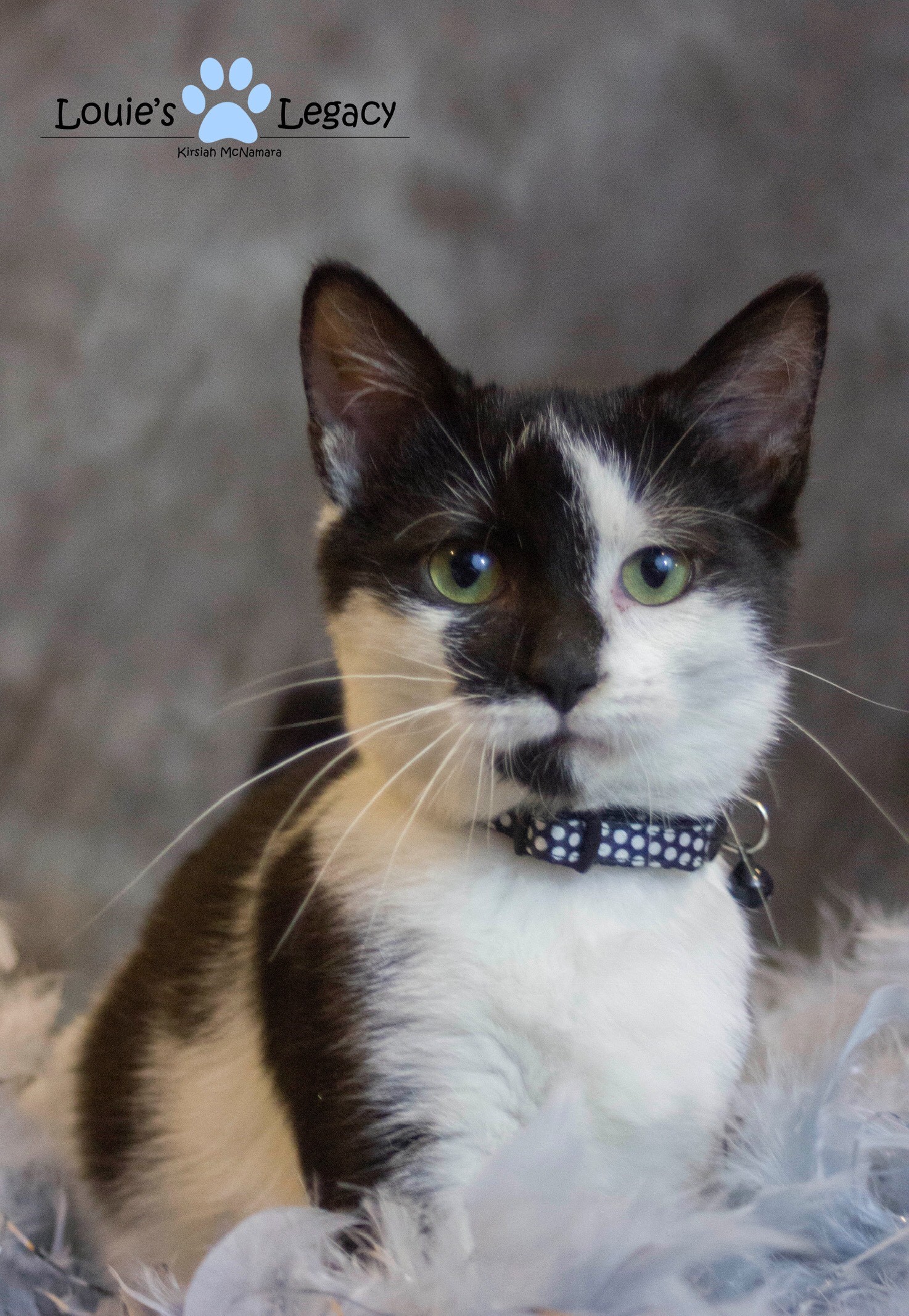 24 huggable pets you can rescue this weekend on Staten Island: Oct. 20 ...