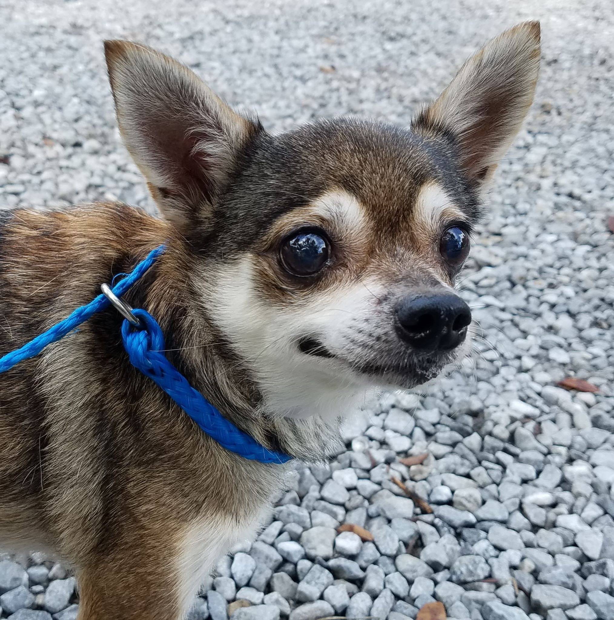 13 huggable pets you can rescue this weekend on Staten Island: Nov. 3-4 ...