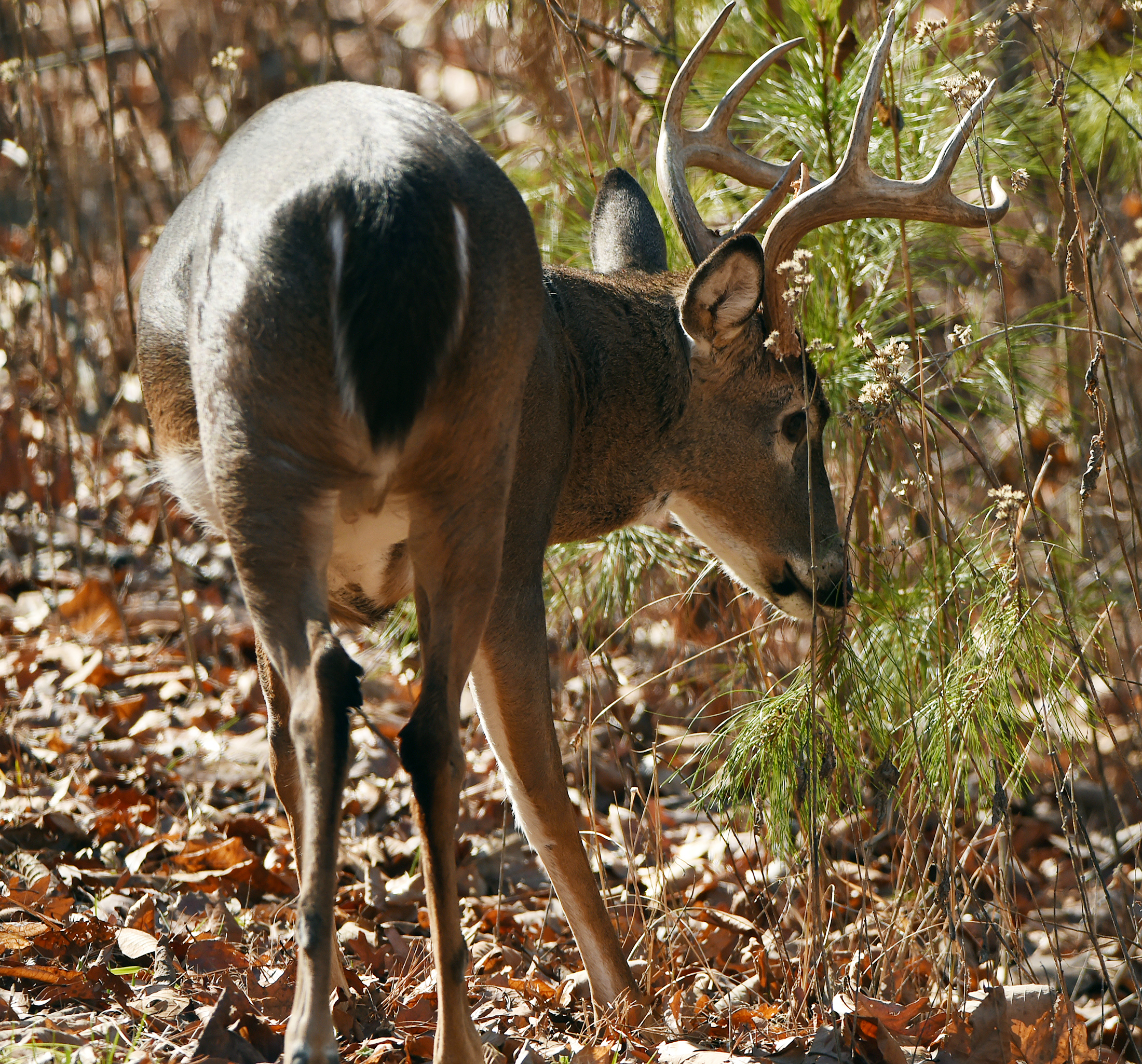 Bucks, does and fawn photographed in Alabama - al.com