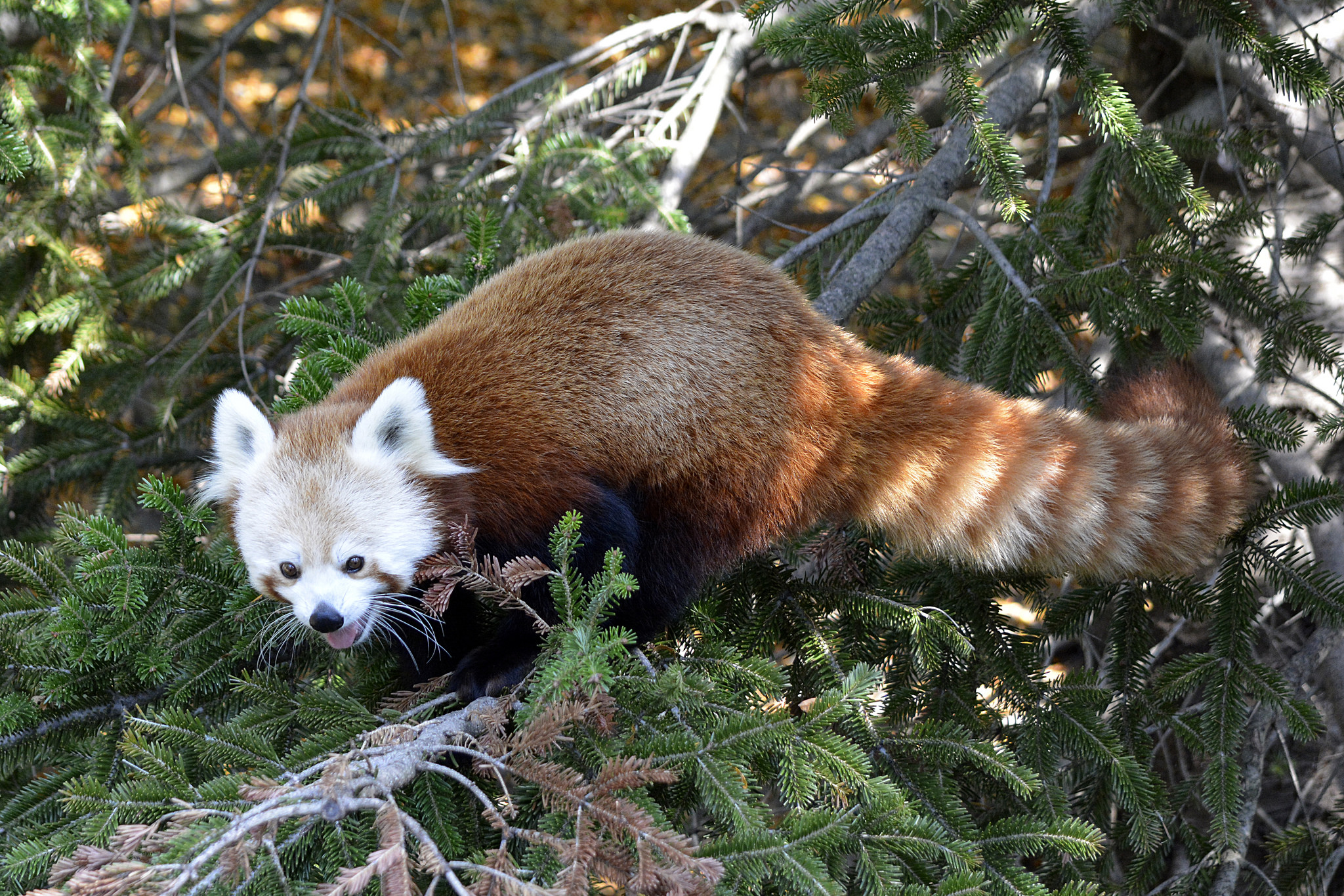 Detroit Zoo shows off expanded Red Panda exhibit after $500K donation ...