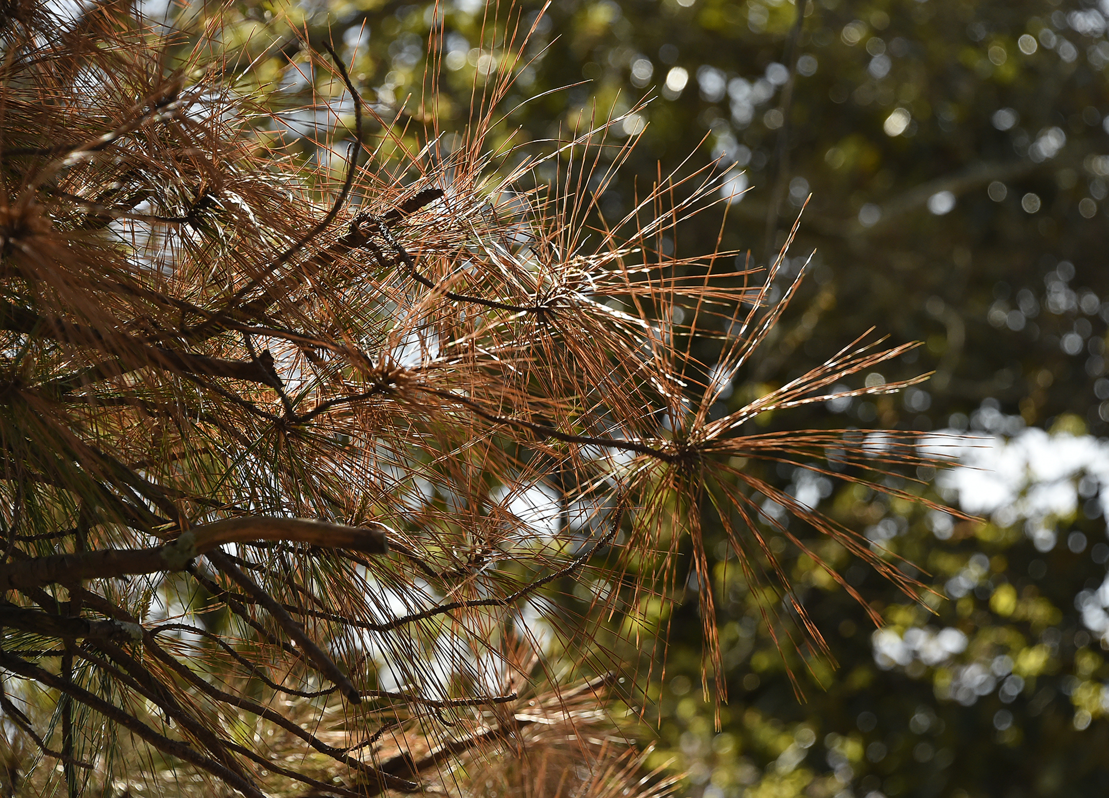 Trees appear to be dying near Shades Mountain Filter Plant - al.com
