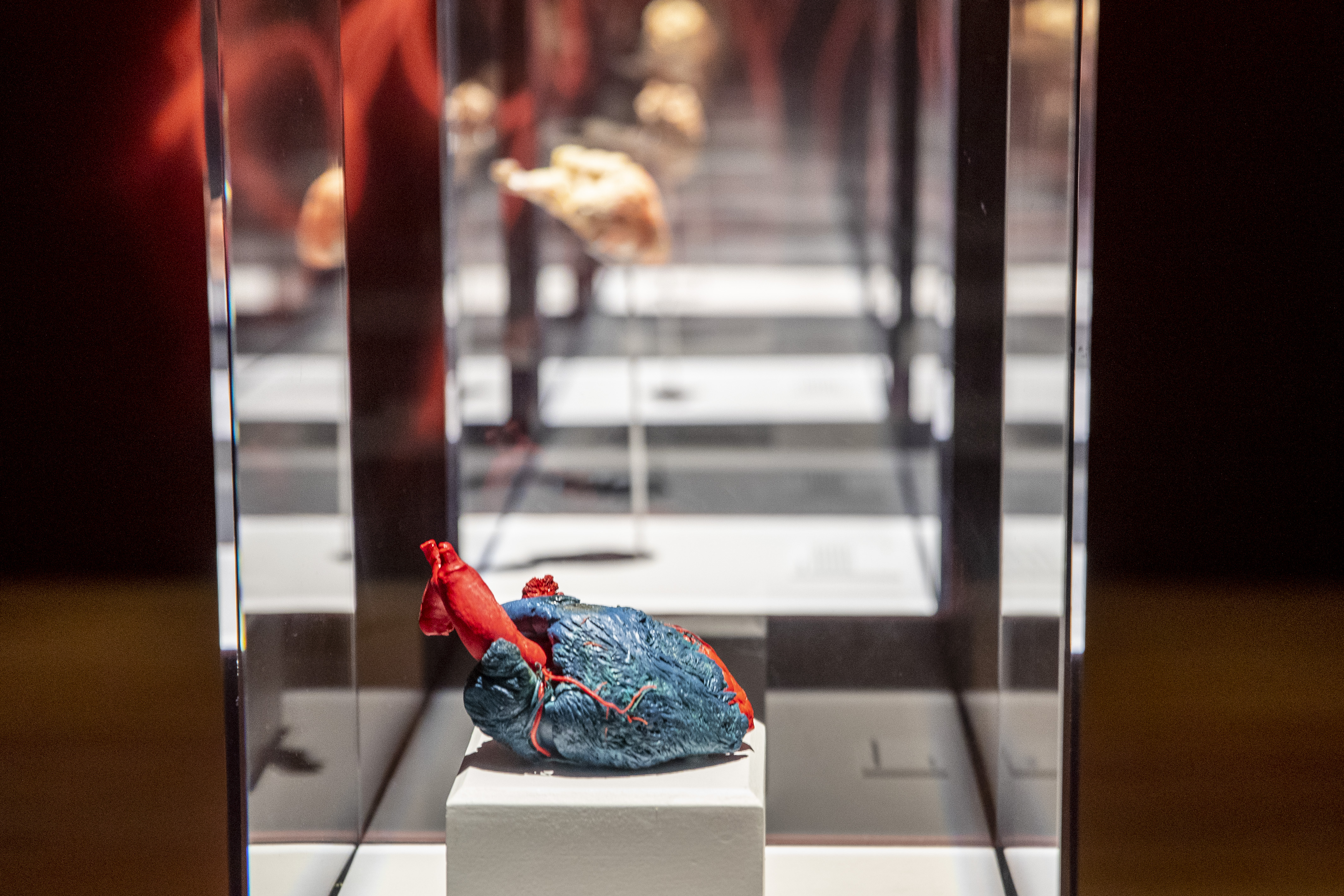 Bodies Revealed exhibit returns to Grand Rapids Public Museum - mlive.com
