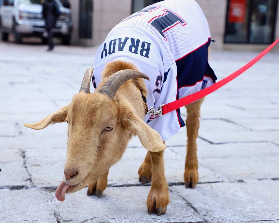 Super Bowl 2019: Goats Tom and Gazelle pump up Patriots fans in Boston ...