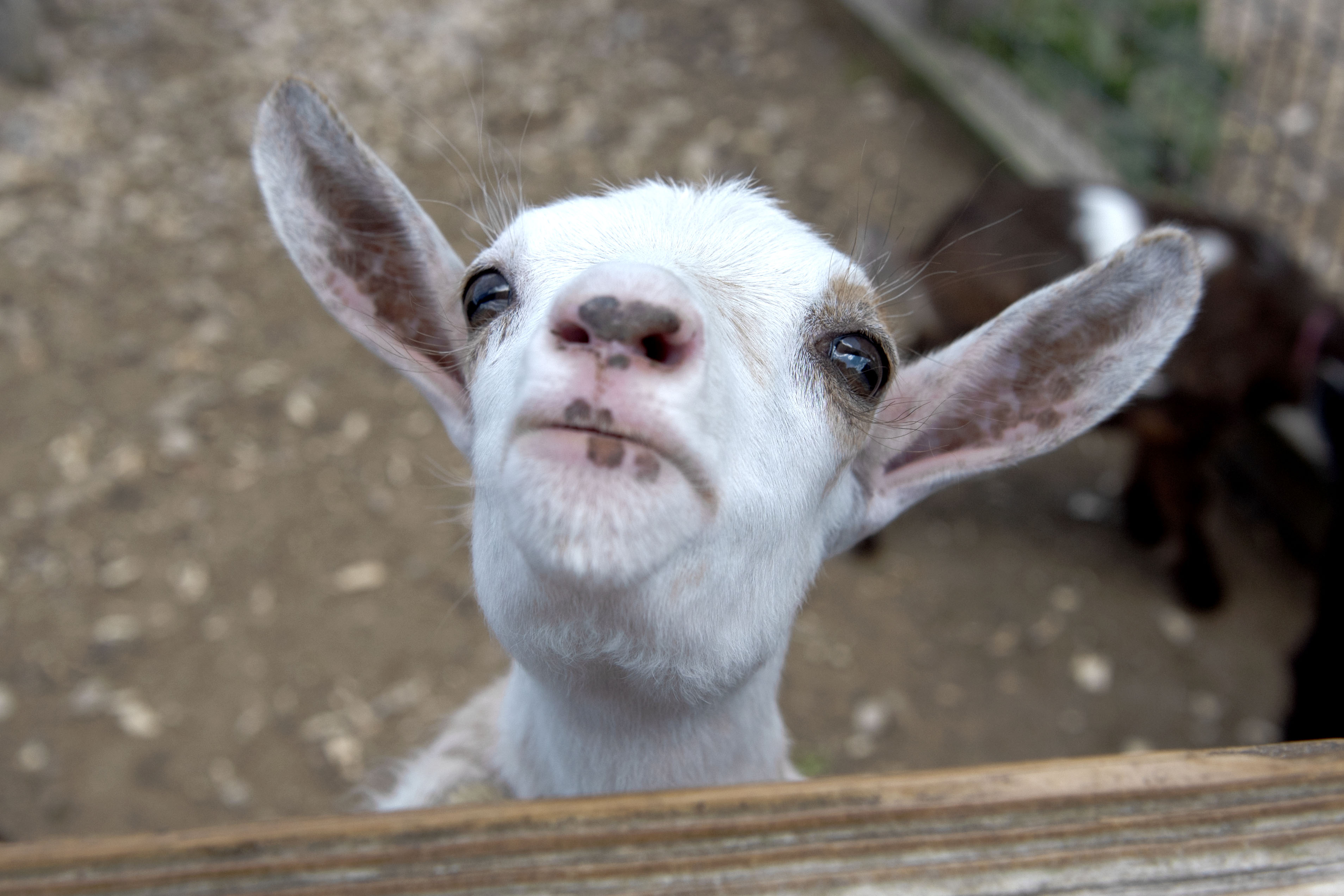 Baby animals are on view at Boulder Ridge Wild Animal Park - mlive.com