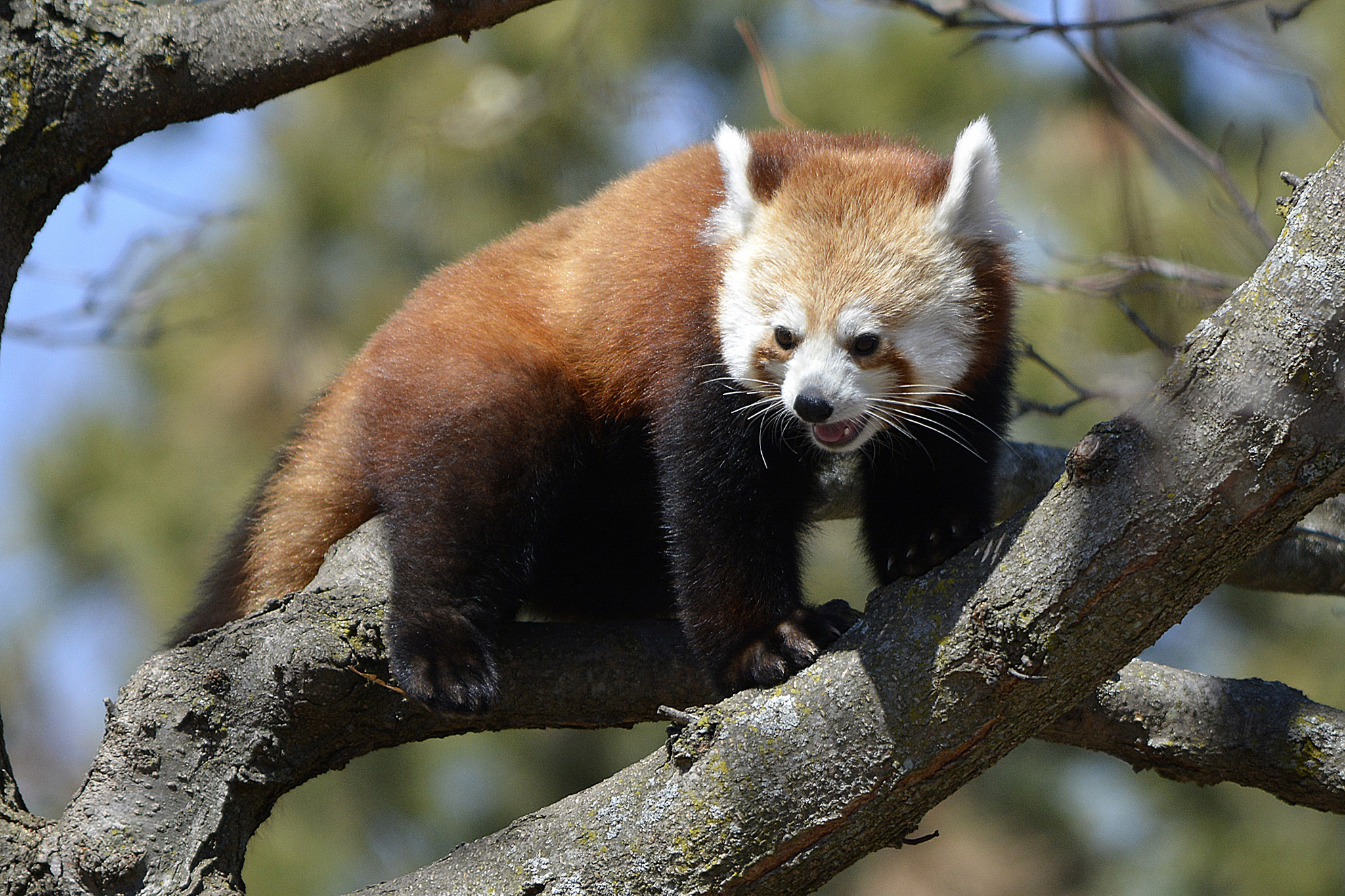 Detroit Zoo shows off expanded Red Panda exhibit after $500K donation ...