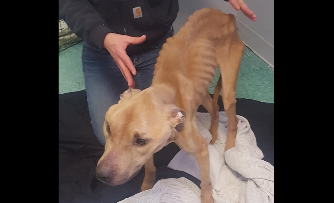 How Do You Help A Starving Dog